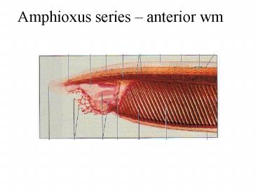 Amphioxus series anterior wm presentation | free to view