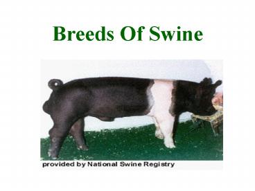 Breeds Of Swine presentation | free to view