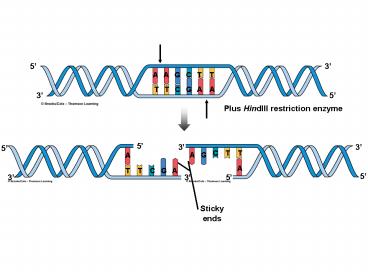 Plus HindIII restriction enzyme presentation | free to view