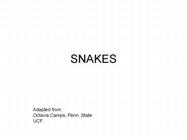 PPT – SNAKES PowerPoint presentation | free to view - id: 26d089-ZDc1Z