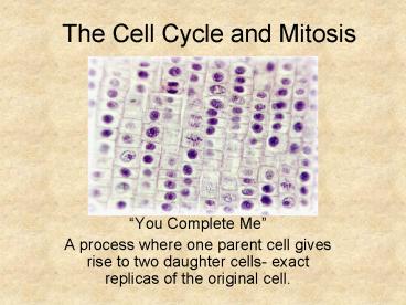PPT – The Cell Cycle and Mitosis PowerPoint presentation | free to view ...