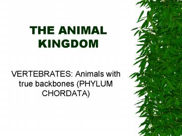 PPT – THE ANIMAL KINGDOM PowerPoint presentation | free to view - id ...