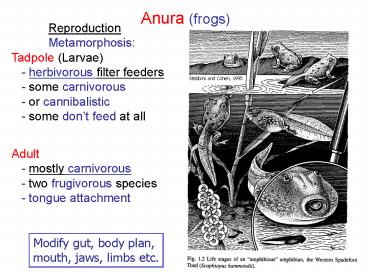 Anura frogs presentation | free to view