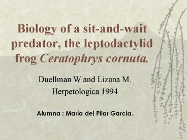 Biology of a sitandwait predator, the leptodactylid frog Ceratophrys ...