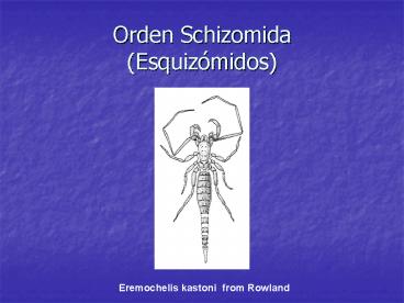 Orden Schizomida Esquizmidos presentation | free to view