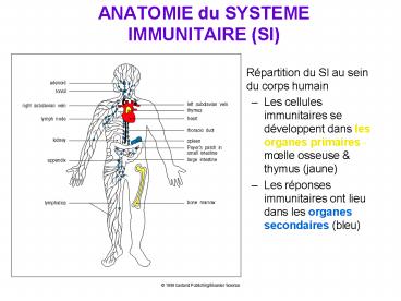 ANATOMIE du SYSTEME IMMUNITAIRE SI presentation | free to view