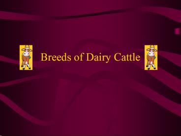 Breeds of Dairy Cattle presentation | free to view