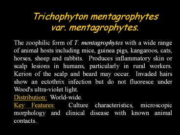 Trichophyton mentagrophytes var. mentagrophytes. presentation | free to ...