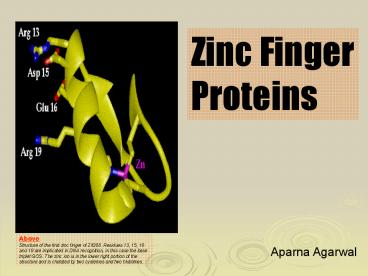 PPT – Model of Interaction of Zinc Finger Protein with DNA PowerPoint presentation | free to ...