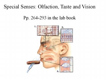 PPT – Special Senses: Olfaction, Taste and Vision PowerPoint ...