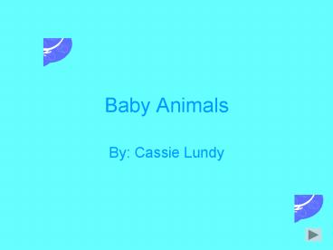 Baby Animals presentation | free to view