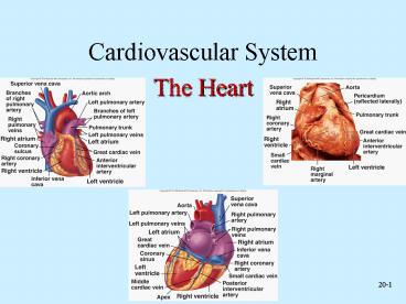 PPT – Cardiovascular System PowerPoint presentation | free to view - id ...