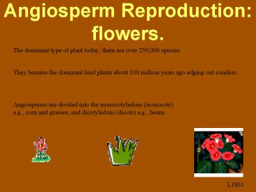 Angiosperm Reproduction: flowers. presentation | free to view