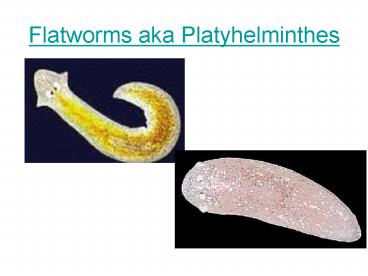 PPT – Flatworms aka Platyhelminthes PowerPoint presentation | free to ...