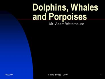 PPT – Dolphins, Whales and Porpoises PowerPoint presentation | free to ...