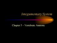 PPT – The Anatomy of the Integumentary System-Skin PowerPoint ...