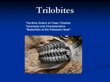 Trilobites presentation | free to view
