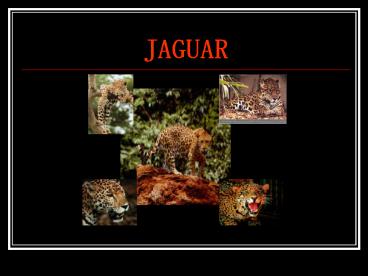 JAGUAR presentation | free to view