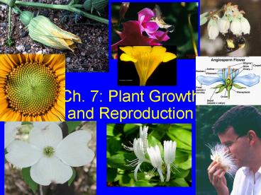 PPT – Ch. 7: Plant Growth and Reproduction PowerPoint presentation ...