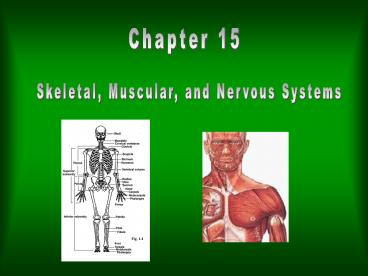 Skeletal, Muscular, and Nervous Systems presentation | free to view
