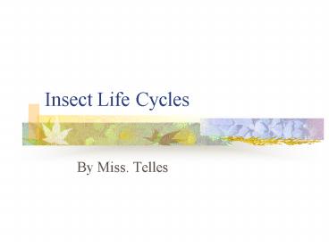 Insect Life Cycles presentation | free to view