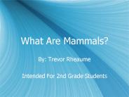PPT – Mammals PowerPoint presentation | free to view - id: 6392e-YWMwY