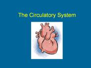 PPT – Circulatory System PowerPoint presentation | free to view - id ...