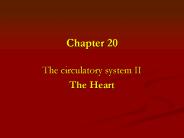 PPT – Circulatory System PowerPoint presentation | free to view - id ...