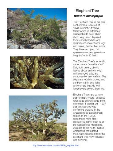 The Elephant Tree is the rare, northernmost species of small, aromatic ...