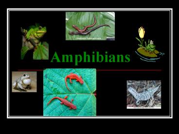 Amphibians presentation | free to view
