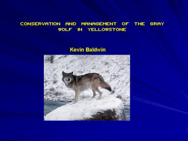 Conservation and Management of the Gray Wolf in Yellowstone ...