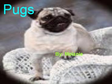 Pugs presentation | free to view