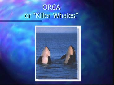 PPT – ORCA or Killer Whales PowerPoint presentation | free to view - id: 2aa17-YTI1N