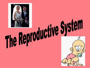 PPT – The Reproductive System PowerPoint presentation | free to view ...