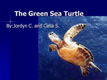 The Green Sea Turtle presentation | free to view
