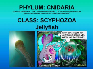 PHYLUM: CNIDARIA AKA COELENTRERATA THE LESS PREFERRED NAME The ...