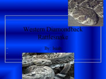 Western Diamondback Rattlesnake presentation | free to view