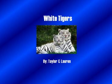 White Tigers presentation | free to view