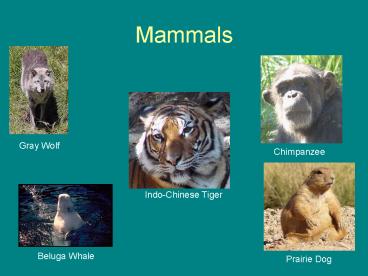 Mammals presentation | free to view