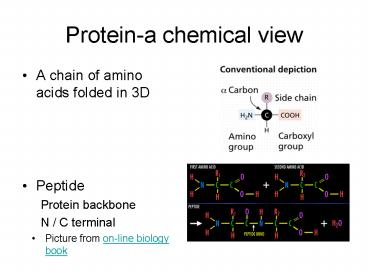 PPT – Proteina chemical view PowerPoint presentation | free to view ...