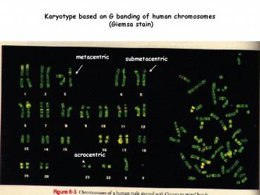 PPT – Karyotype based on G banding of human chromosomes PowerPoint ...