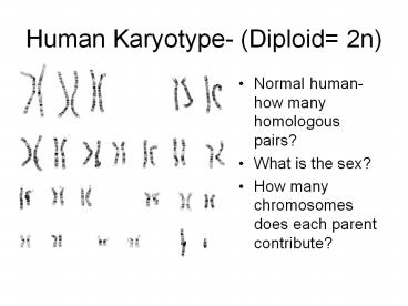 PPT – Human Karyotype- (Diploid= 2n) PowerPoint presentation | free to ...