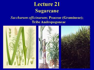 Lecture 21 Sugarcane presentation | free to view