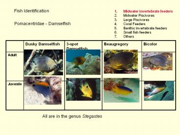 Fish Identification presentation | free to view