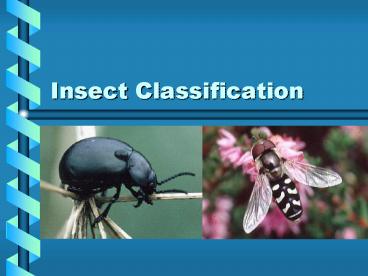Insect Classification presentation | free to view