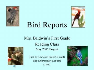 Bird Reports presentation | free to view