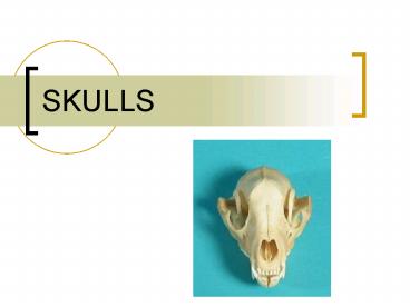 PPT – SKULLS PowerPoint presentation | free to view - id: 40268-YWZkO
