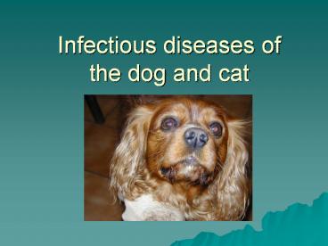 Infectious diseases of the dog and cat presentation | free to view