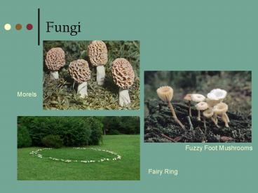 Fungi presentation | free to view