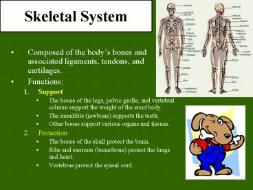 Skeletal System presentation | free to view